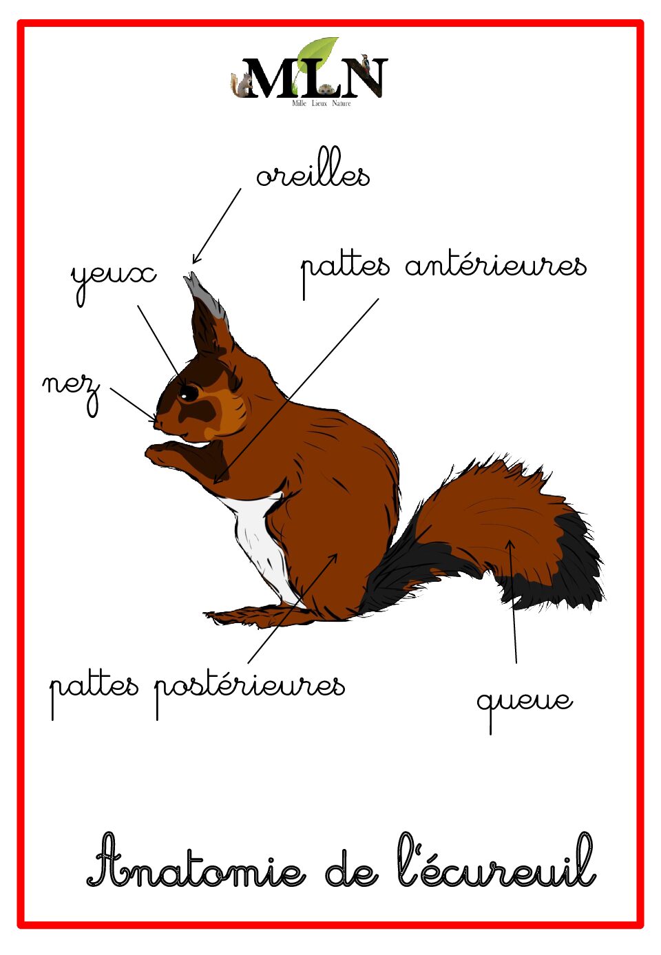 Affiche en cursif Anatomie de l‘écureuil – Mille Lieux Nature