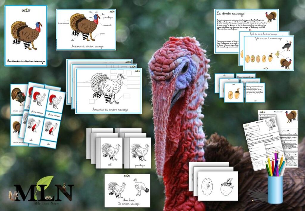 Dossier Le dindon sauvage SCRIPT – Mille Lieux Nature