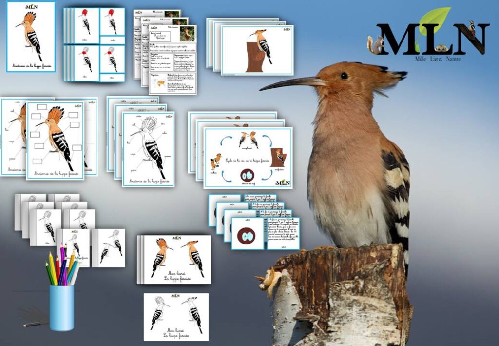 Dossier La huppe fasciée SCRIPT – Mille Lieux Nature