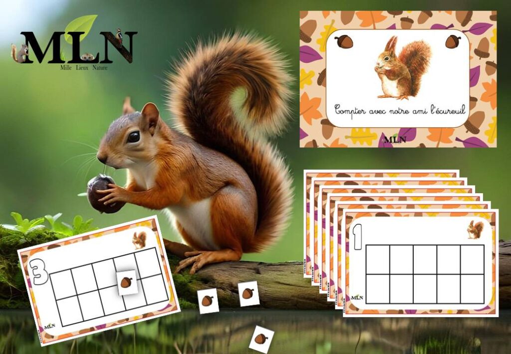 Compter avec notre ami l’écureuil – Mille Lieux Nature