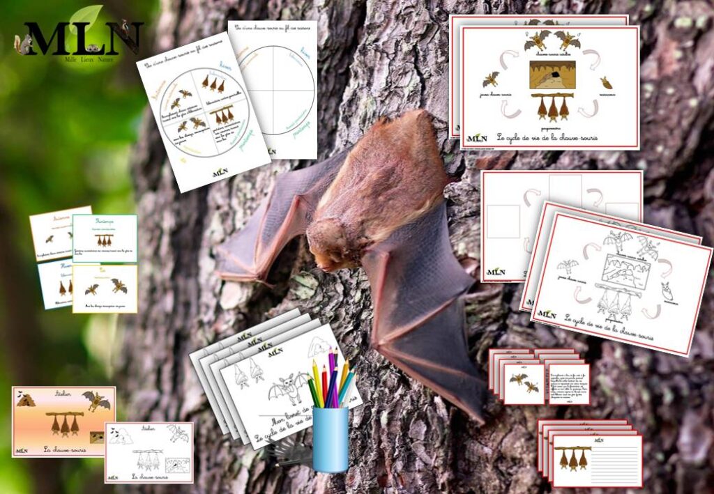 Rythme de vie d’une chauve-souris SCRIPT – Mille Lieux Nature