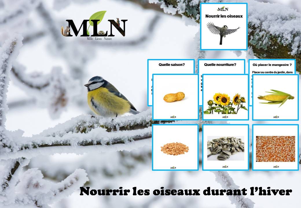DIY Hiver : Les oiseaux en hiver – Mille Lieux Nature