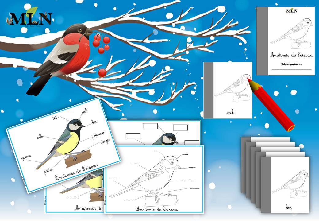 DIY Hiver : Les oiseaux en hiver – Mille Lieux Nature